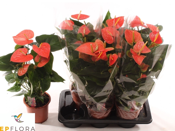 Les fleurs de Deborah