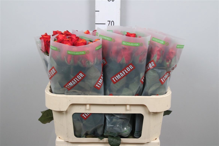 van der Lem Bloemen Webshop