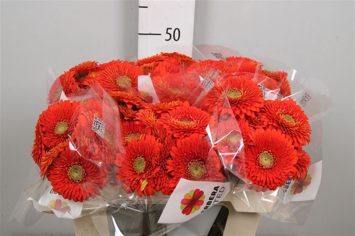 A&Z Flowers Webshop