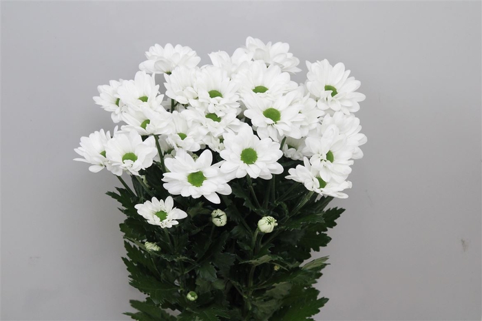 A&Z Flowers Webshop