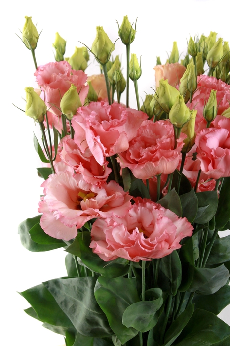 Højbo Blomster ApS Webshop