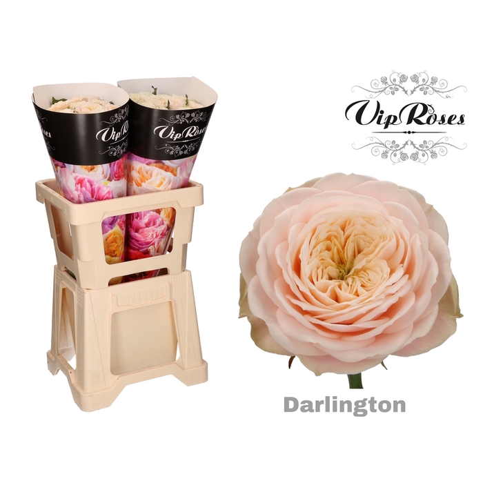 Vip Roses Webshop