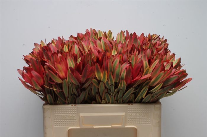 A&Z Flowers Webshop