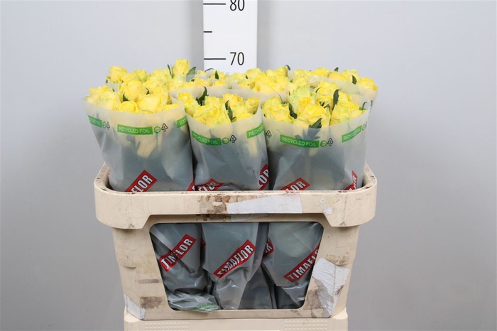 van der Lem Bloemen Webshop