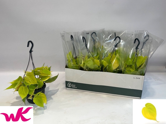 Les fleurs de Deborah