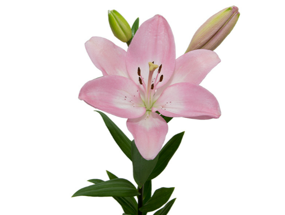 Holambelo - Loja Gran Flora