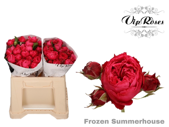 Vip Roses Webshop