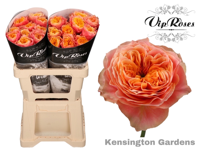 Vip Roses Webshop